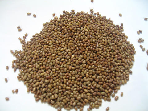 Buy Matki / Moth / Turkish Gram Variety Online - Jivabhumi